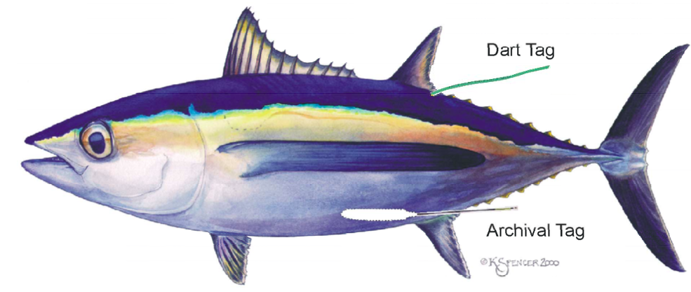 Got Tuna? – Wild Oceans