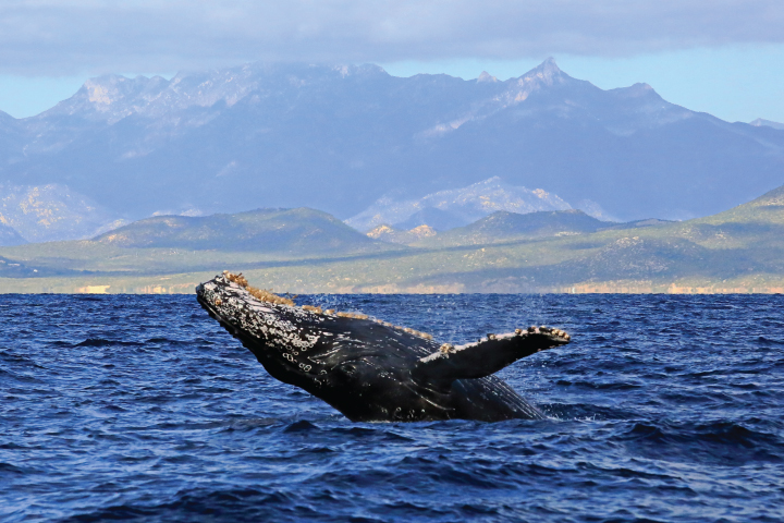 2019: An Extraordinary Year – Wild Oceans