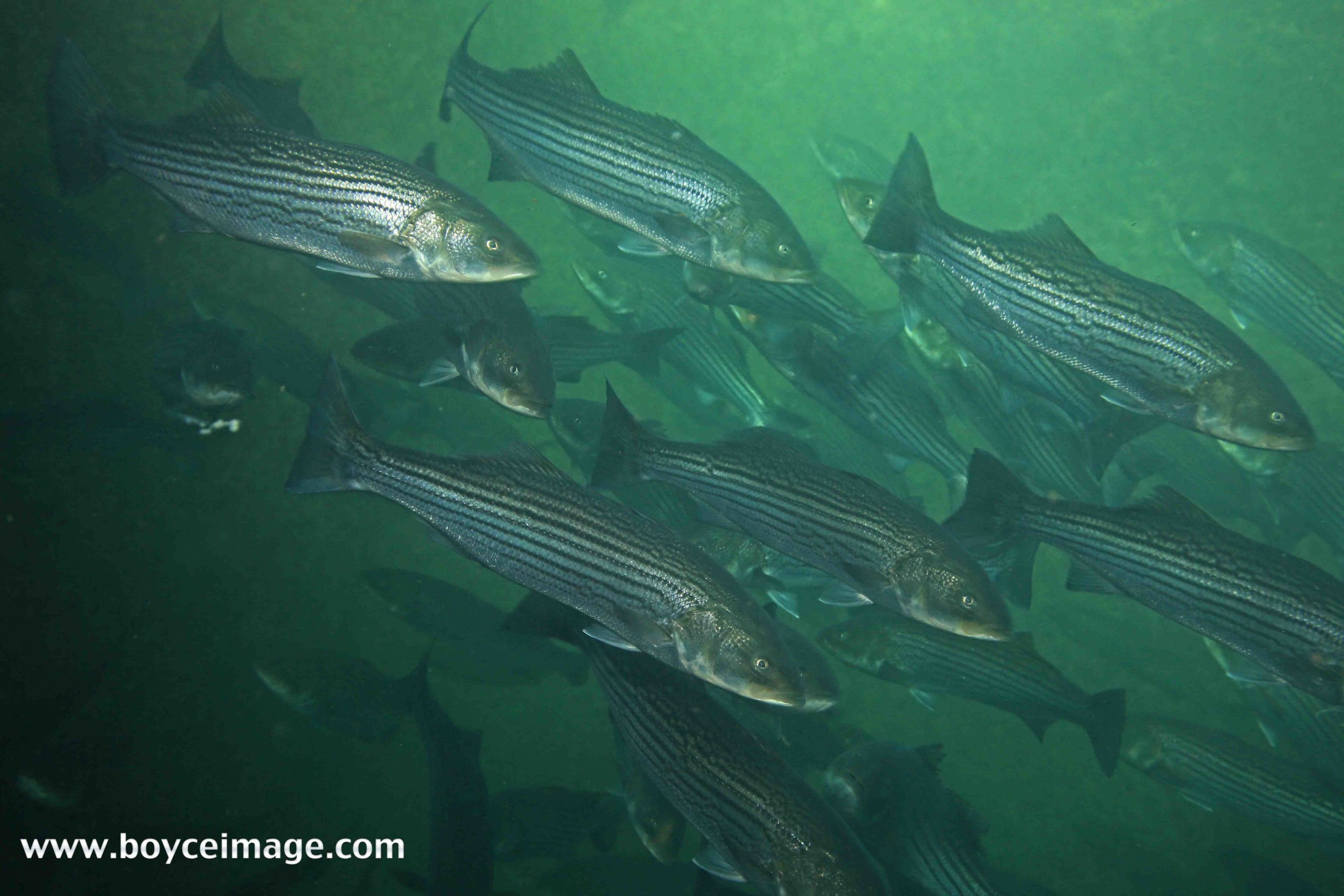 Rebuild the Bass – Wild Oceans