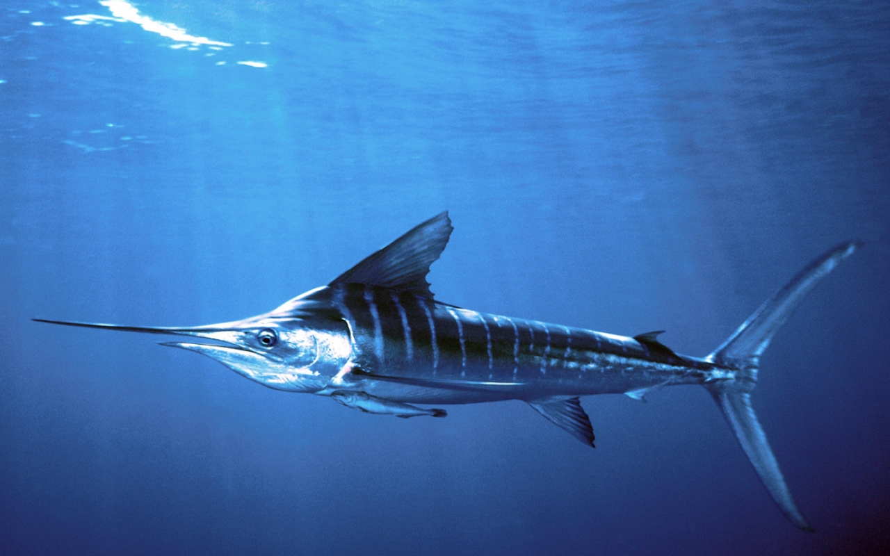 Kona Project - Our project has three interconnected components